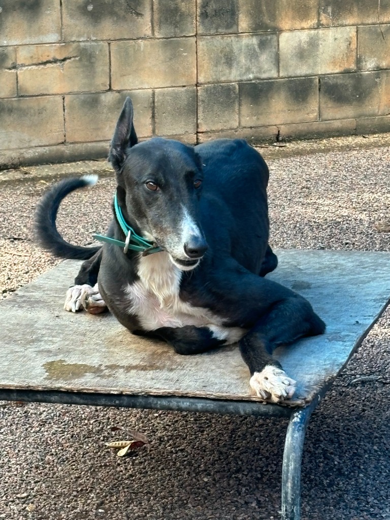 Dodge - Large Male Greyhound Dog in NT - PetRescue