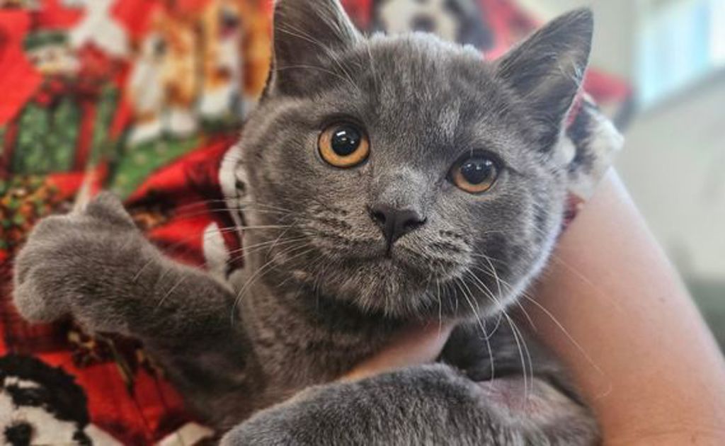 Burzum - Male British Shorthair Mix Cat in VIC - PetRescue