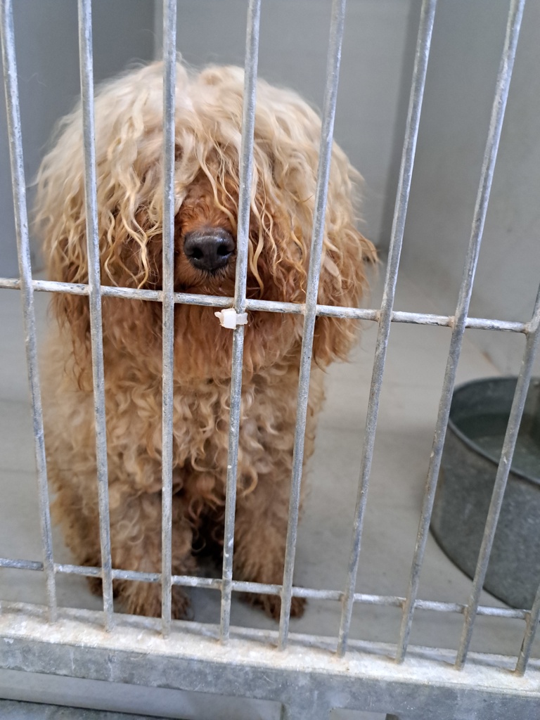 Bruce - Small Male Poodle Miniature Mix Dog in VIC - PetRescue