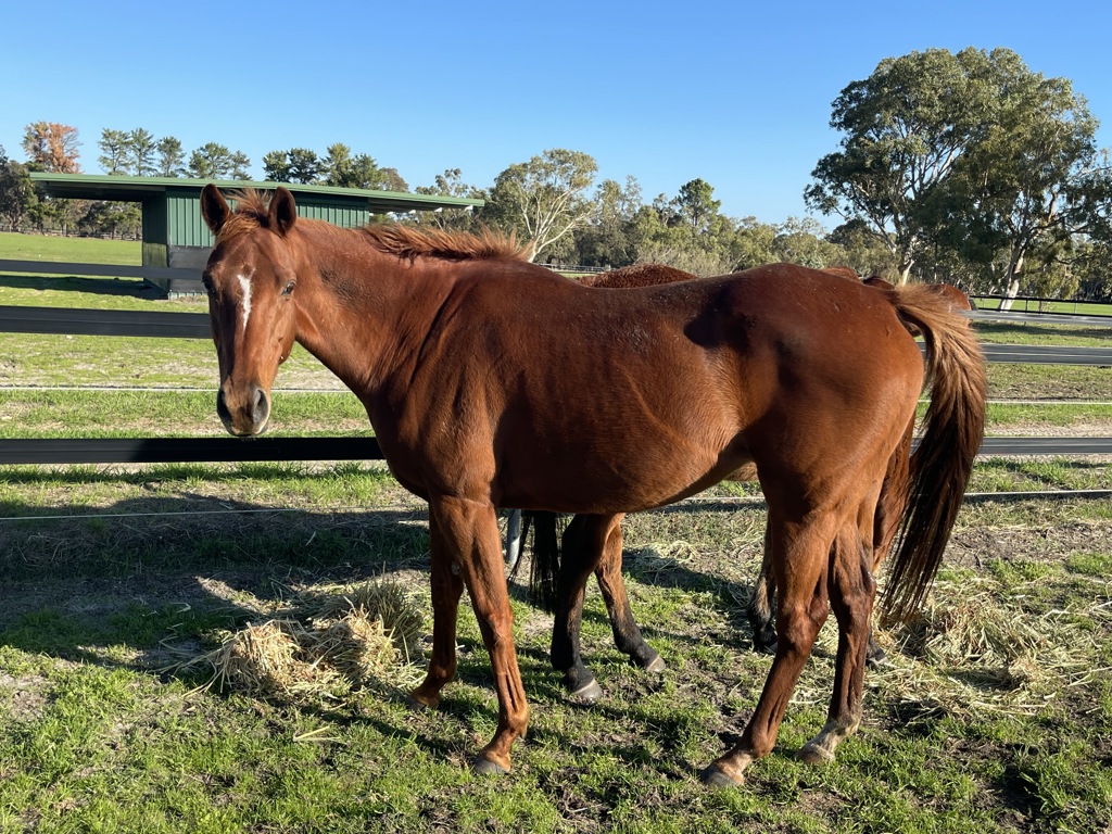 Dudey - Female Thoroughbred Mix Horse in WA - PetRescue