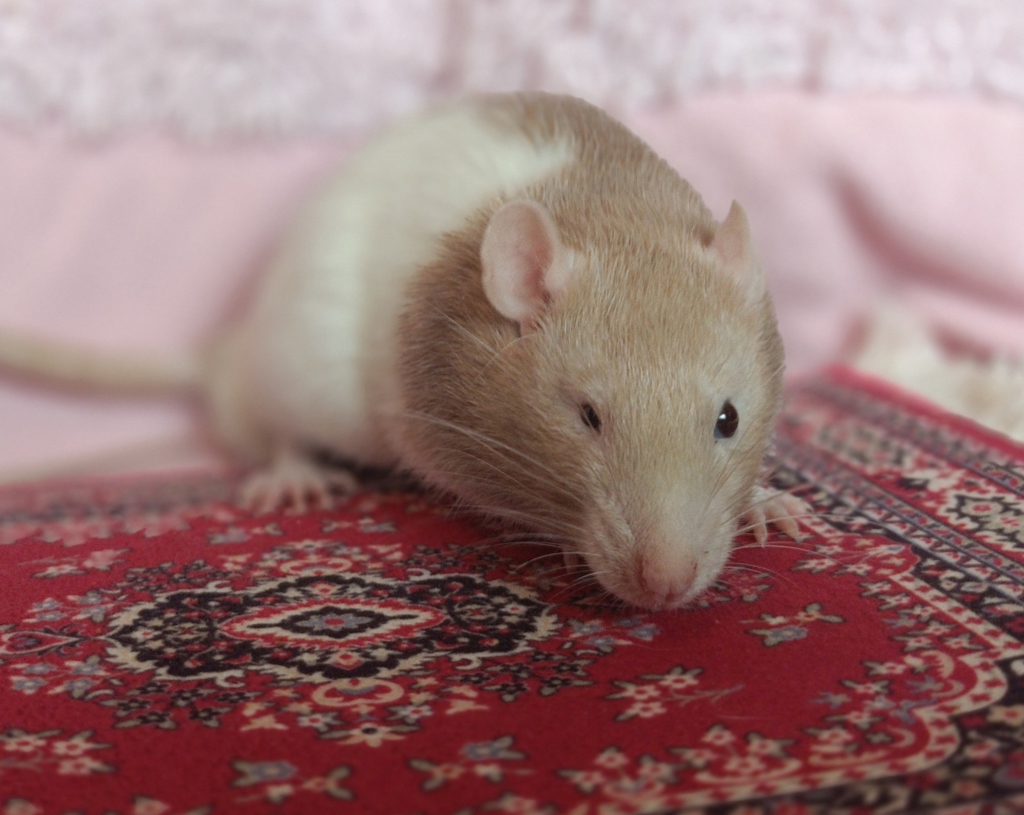 Aragorn - Male Rat Mix Rat in TAS - PetRescue