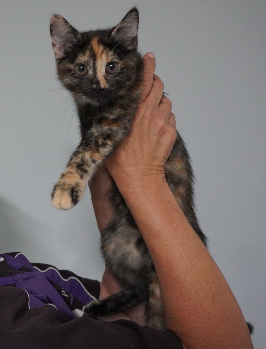 Camelia - Female Domestic Short Hair (DSH) Cat in WA - PetRescue