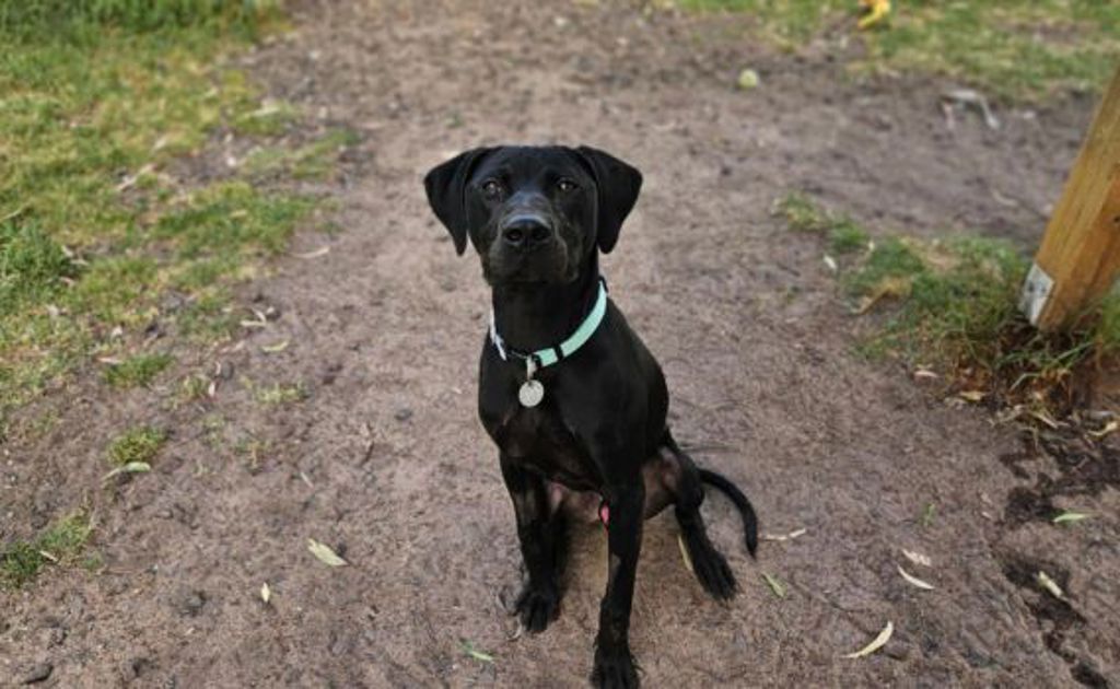 Kippi - Medium Male German Shorthaired Pointer x Labrador Mix Dog in ...
