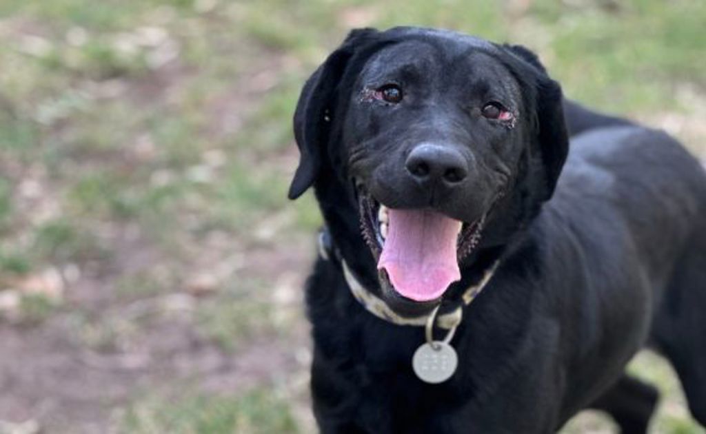 Izzy - Large Female Labrador Mix Dog in VIC - PetRescue
