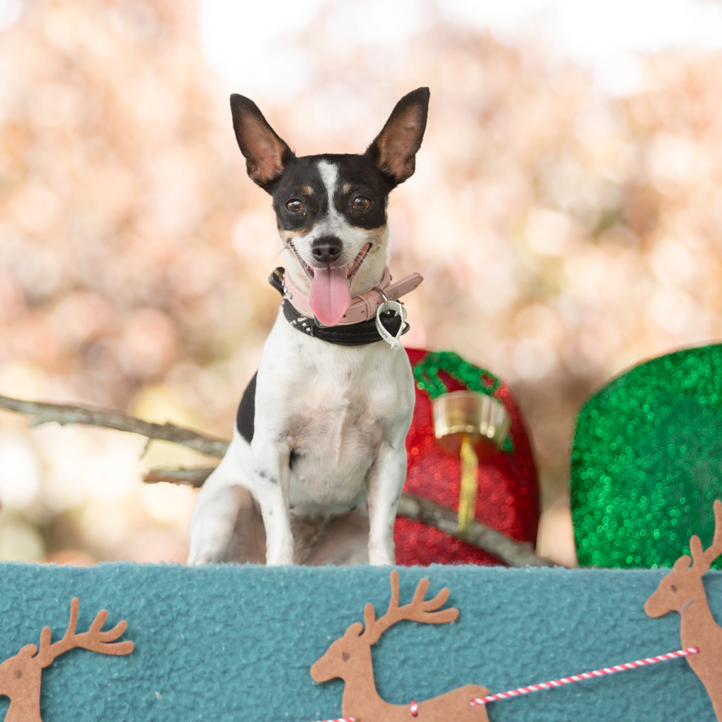 Mutley - Small Female Mini Foxy Mix Dog in QLD - PetRescue