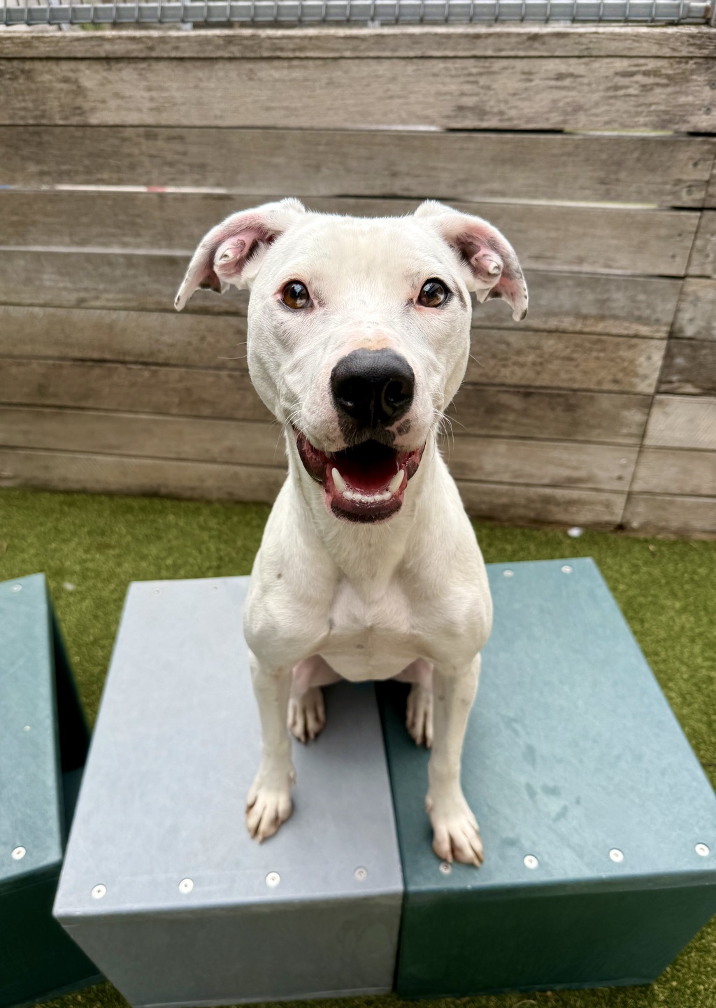 Cliffy - Medium Male Bull Arab Dog in VIC - PetRescue