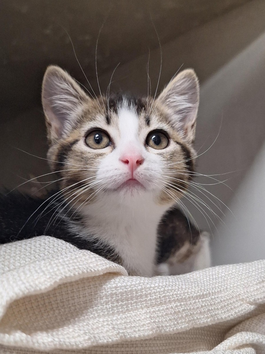 Numbat - Female Domestic Short Hair (DSH) Cat in NSW - PetRescue