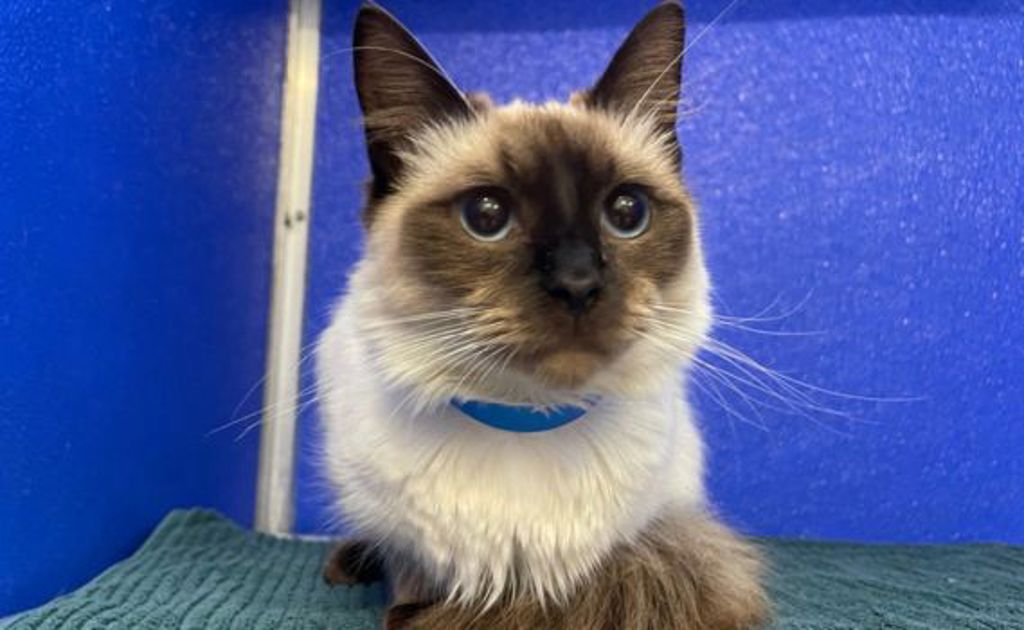 Stormy - Female Ragdoll Mix Cat in VIC - PetRescue
