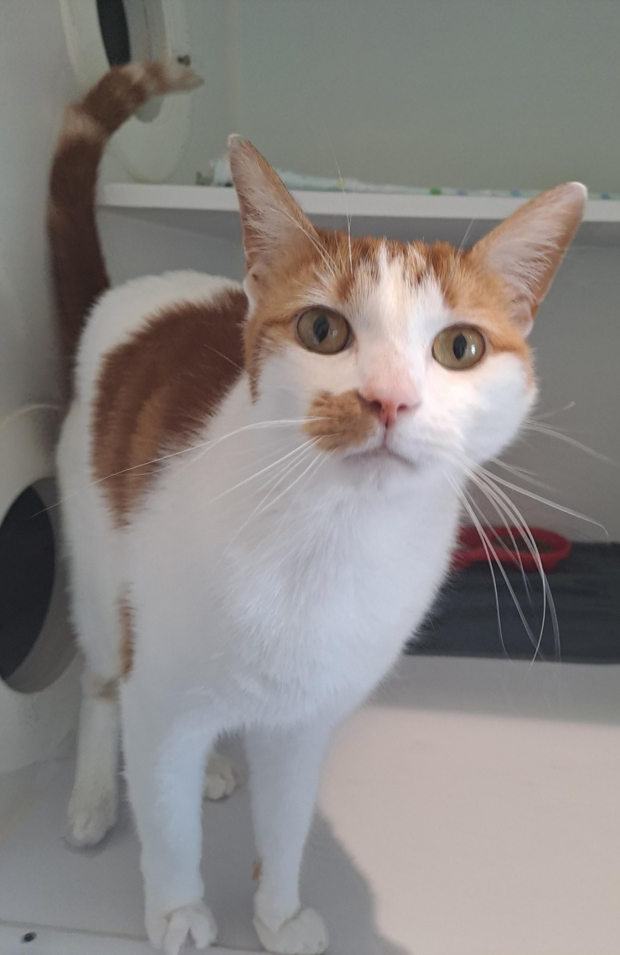 Timmy - Male Domestic Short Hair (DSH) Cat in VIC - PetRescue