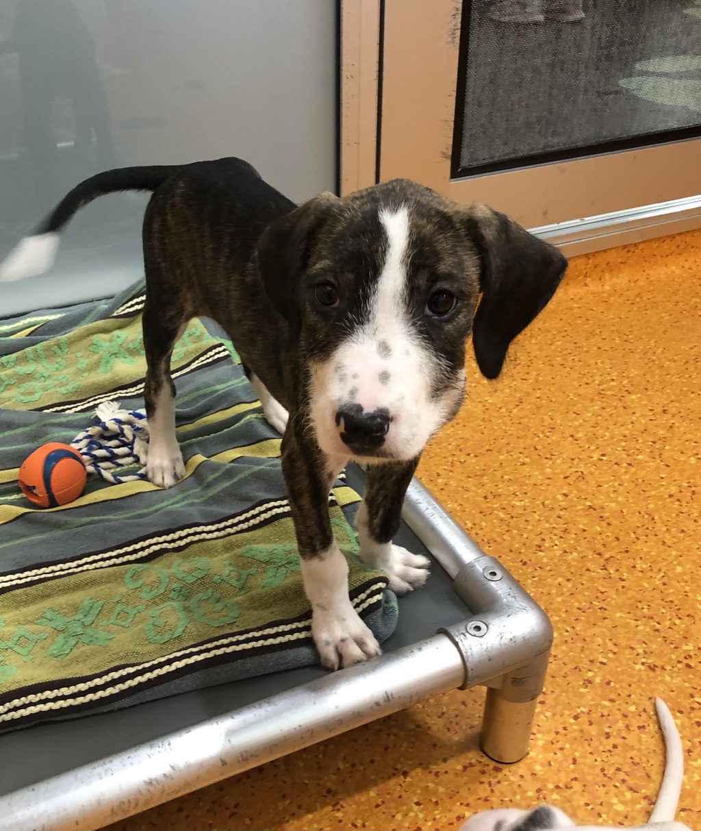 Allana - Medium Female Staghound Mix Dog in QLD - PetRescue