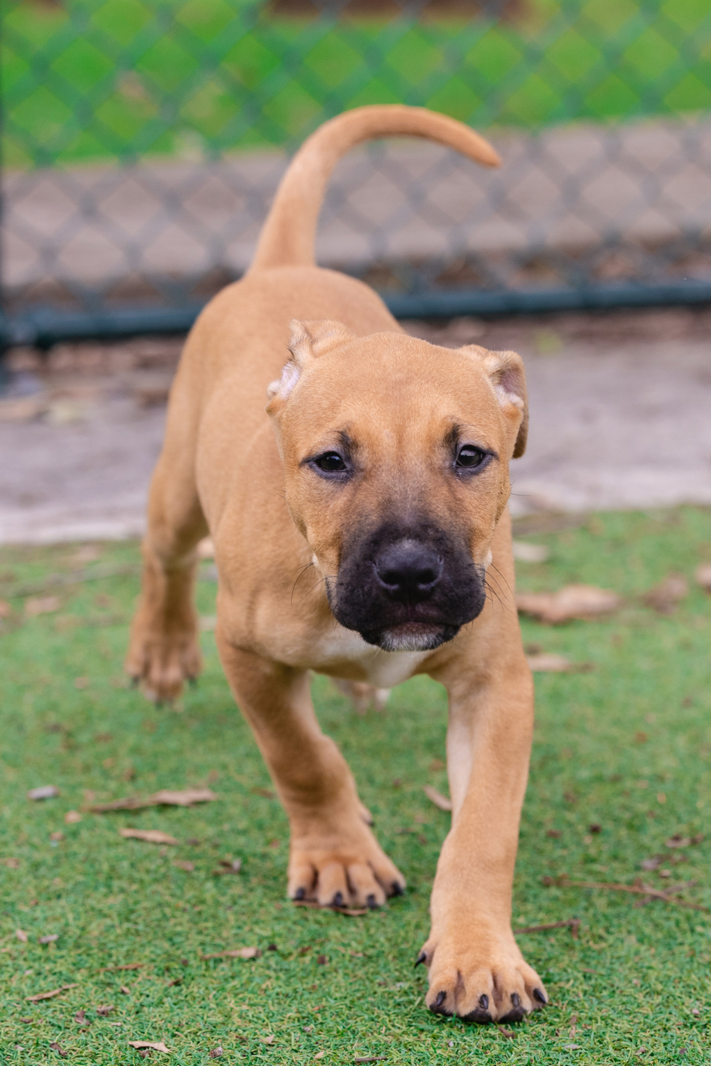 Barnabas - Medium Male Staffordshire Terrier Mix Dog in NSW - PetRescue