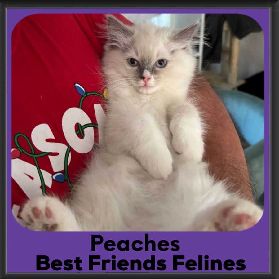Peaches - Female Ragdoll Cat in QLD - PetRescue