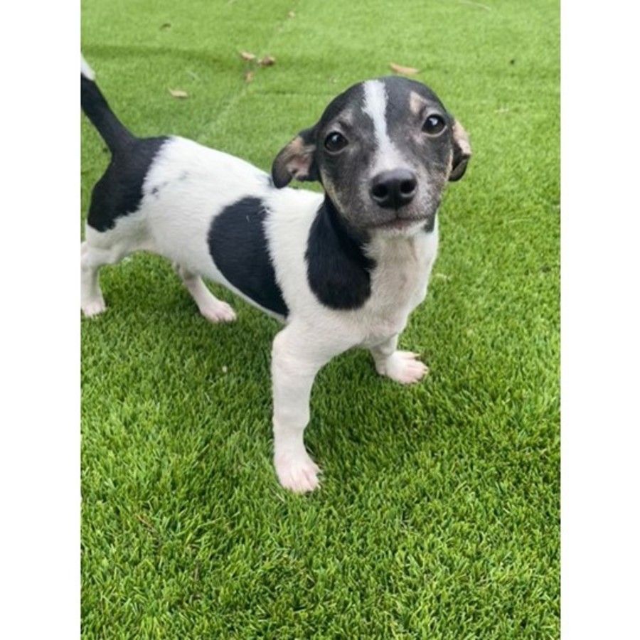 George - Small Male Fox Terrier x Dachshund Dog in QLD - PetRescue