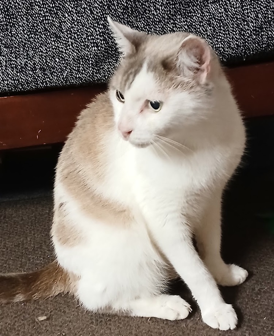 Biscuit - Female Domestic Short Hair (DSH) Cat in QLD - PetRescue