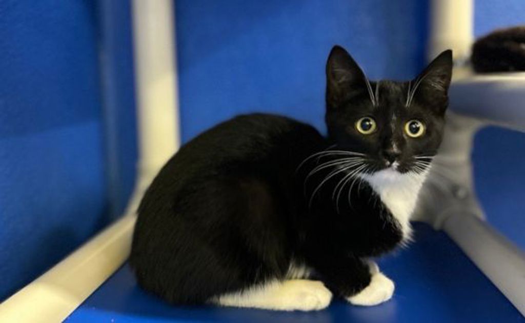 Beetle Crips - Female Domestic Short Hair Mix Cat in VIC - PetRescue