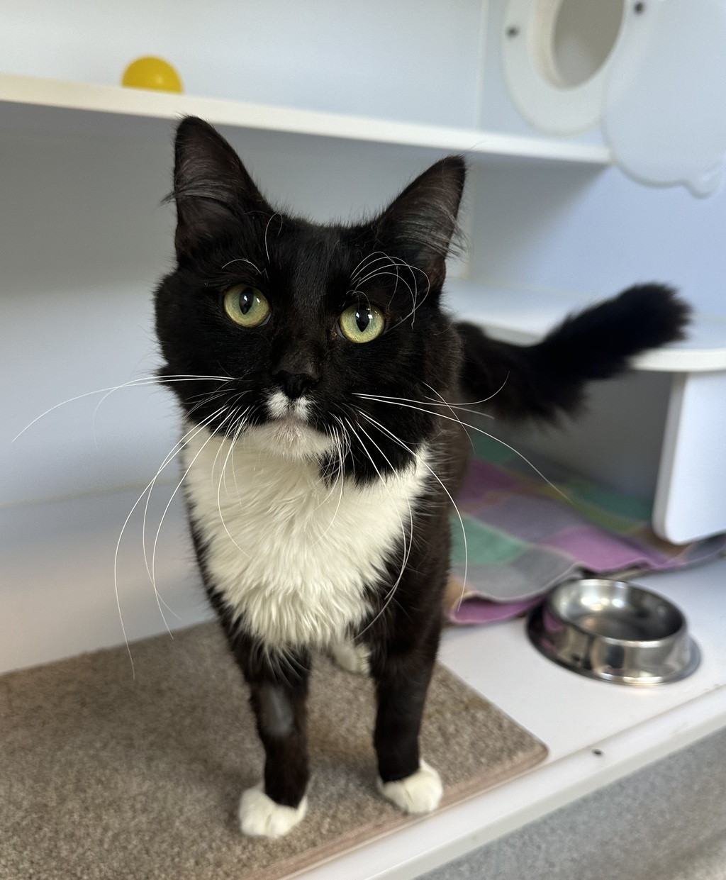 Ambrose - Male Domestic Short Hair Cat in VIC - PetRescue