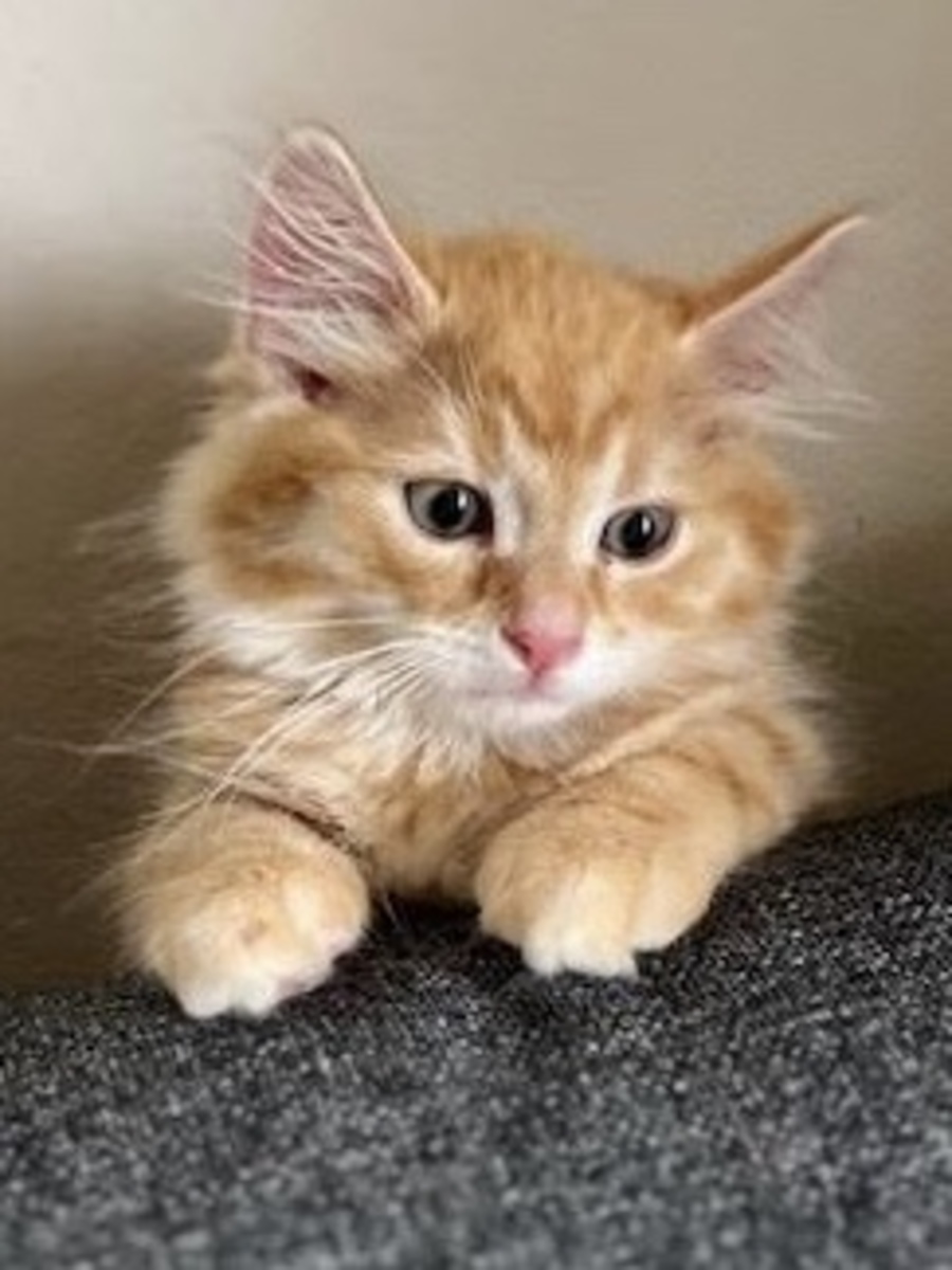 Jeff - Male Domestic Medium Hair (DMH) Cat in NSW - PetRescue