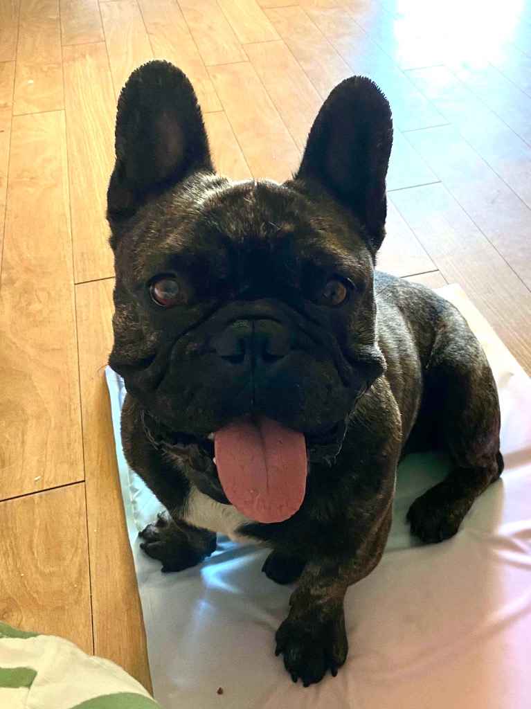 Frankie - Small Male French Bulldog Dog in QLD - PetRescue