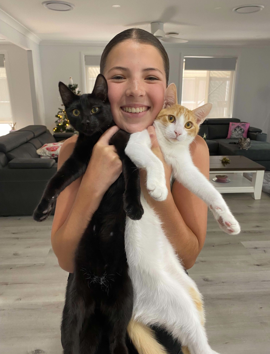 Henry & Lorenzo - Male Domestic Short Hair (DSH) Cat in NSW - PetRescue