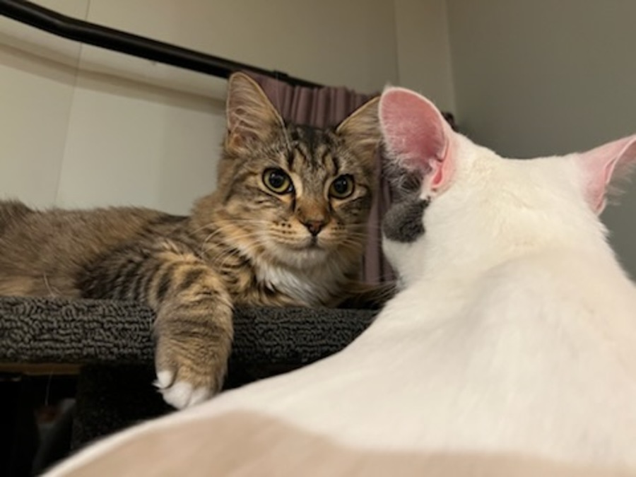 Rosie - Female Domestic Medium Hair (DMH) Cat in NSW - PetRescue