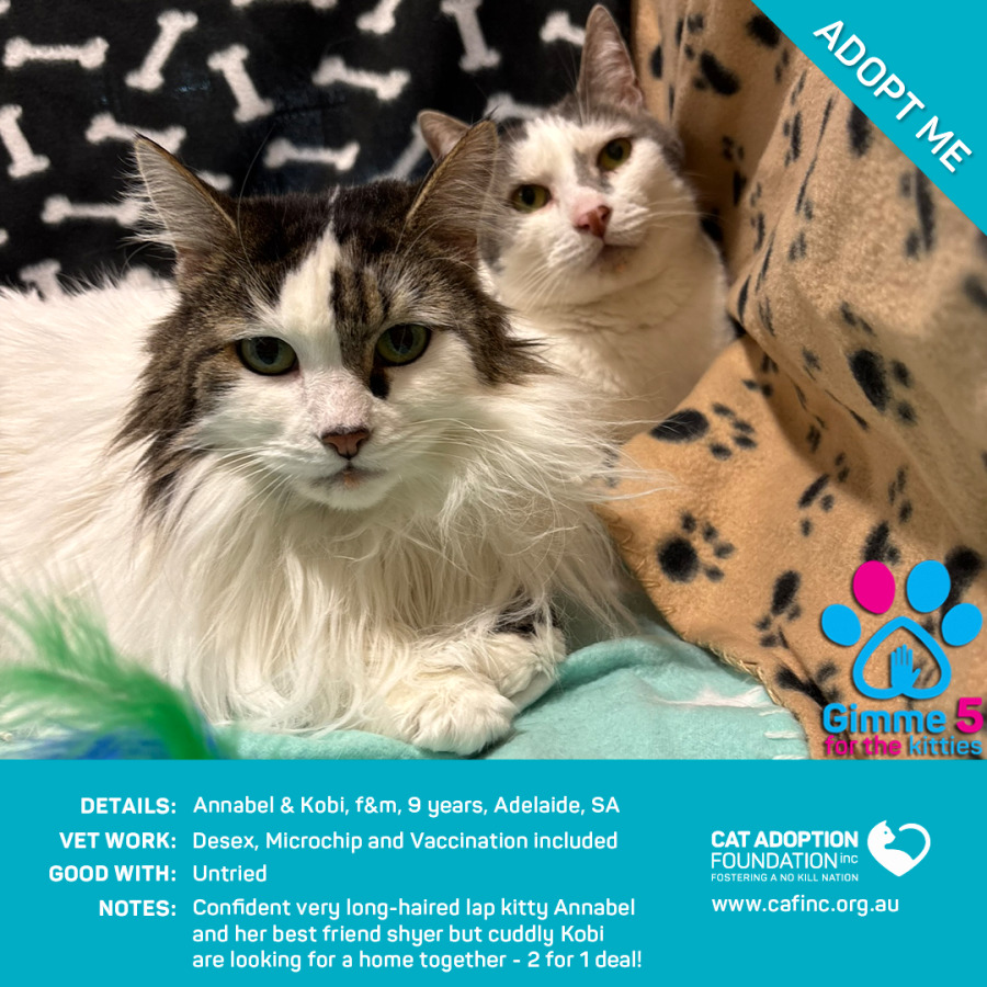 Annabel & Kobi Bonded 2 for 1 Deal! - Female Domestic Long Hair (DLH ...
