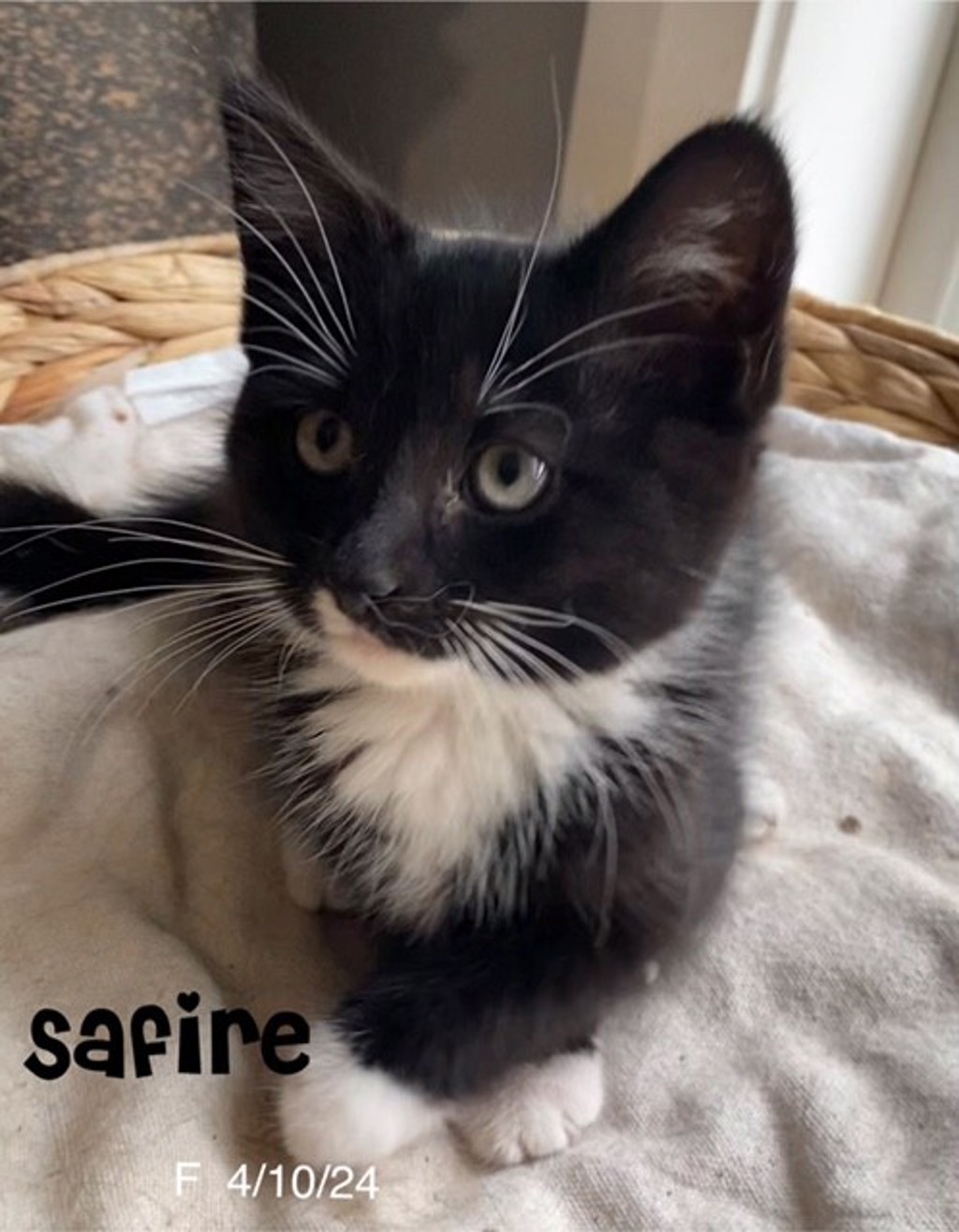 Safire - Female Domestic Short Hair Mix Cat in NSW - PetRescue