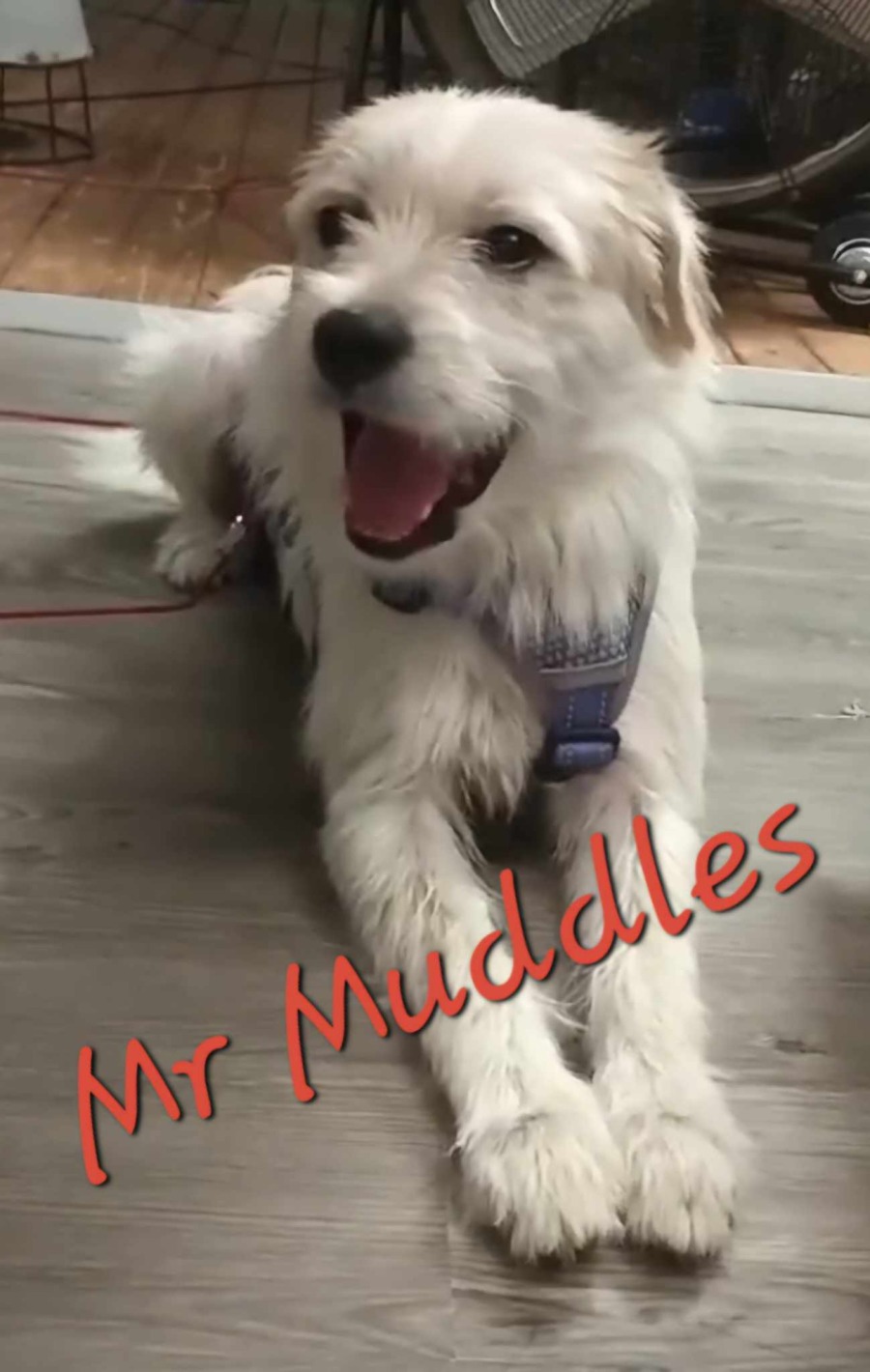 Mr Muddle - Medium Male Norfolk Terrier Mix Dog in QLD - PetRescue