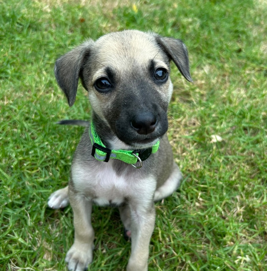 Char - Medium Male Whippet x Australian Kelpie Mix Dog in VIC - PetRescue