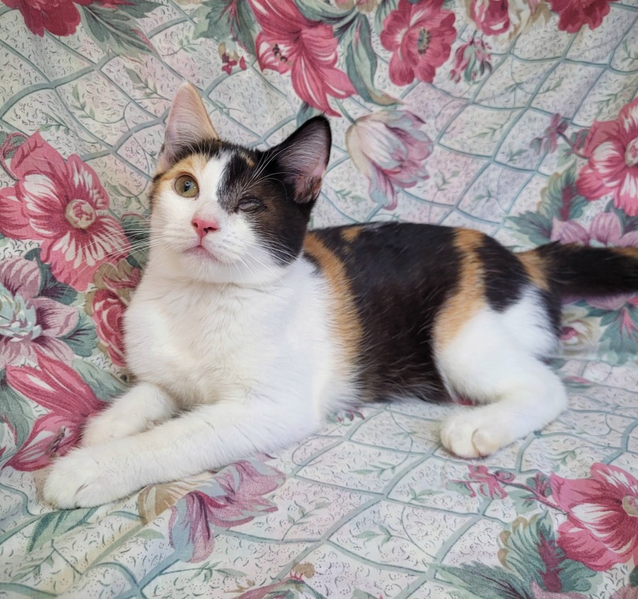 Winks - Female Domestic Short Hair (DSH) Cat in QLD - PetRescue