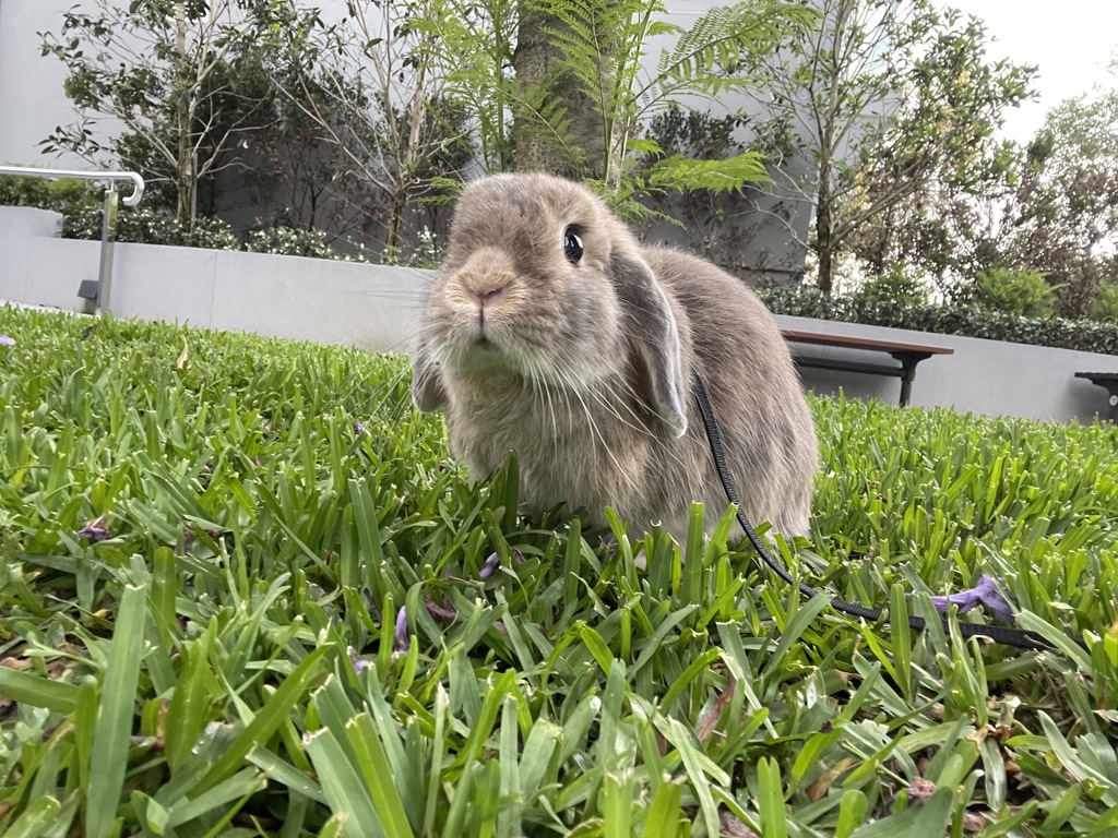 Obi-Bun - Female Lop Eared Mix Rabbit in NSW - PetRescue