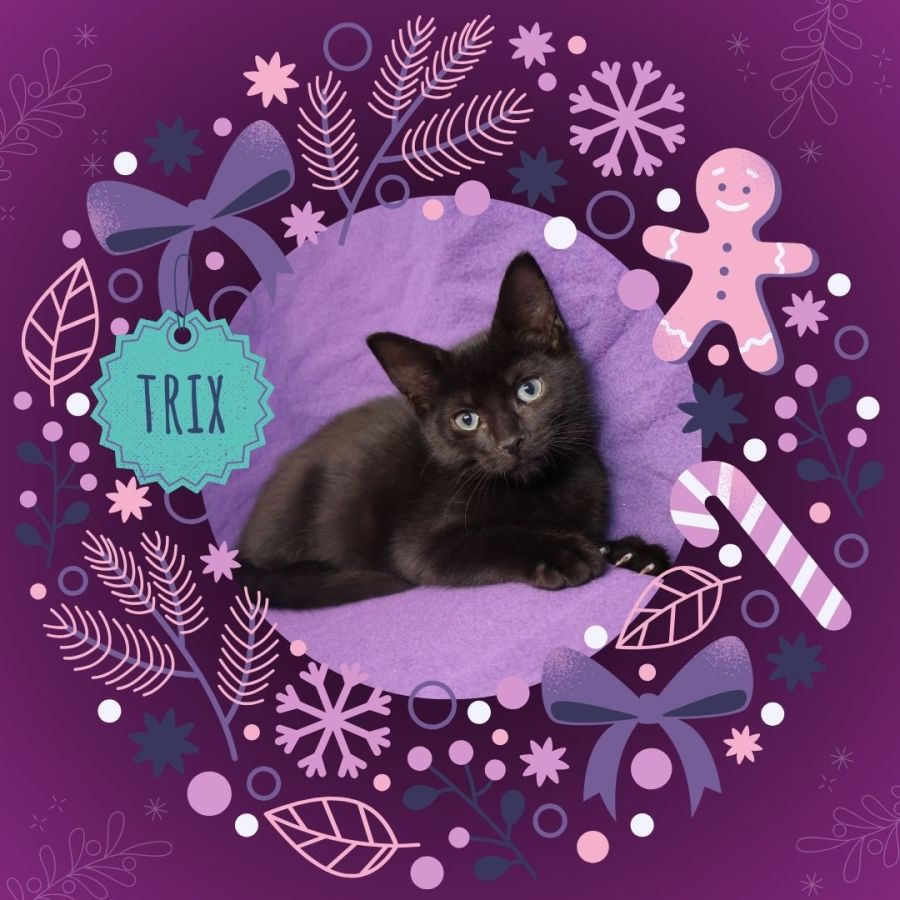 Trix - Female Domestic Short Hair (DSH) Cat in VIC - PetRescue