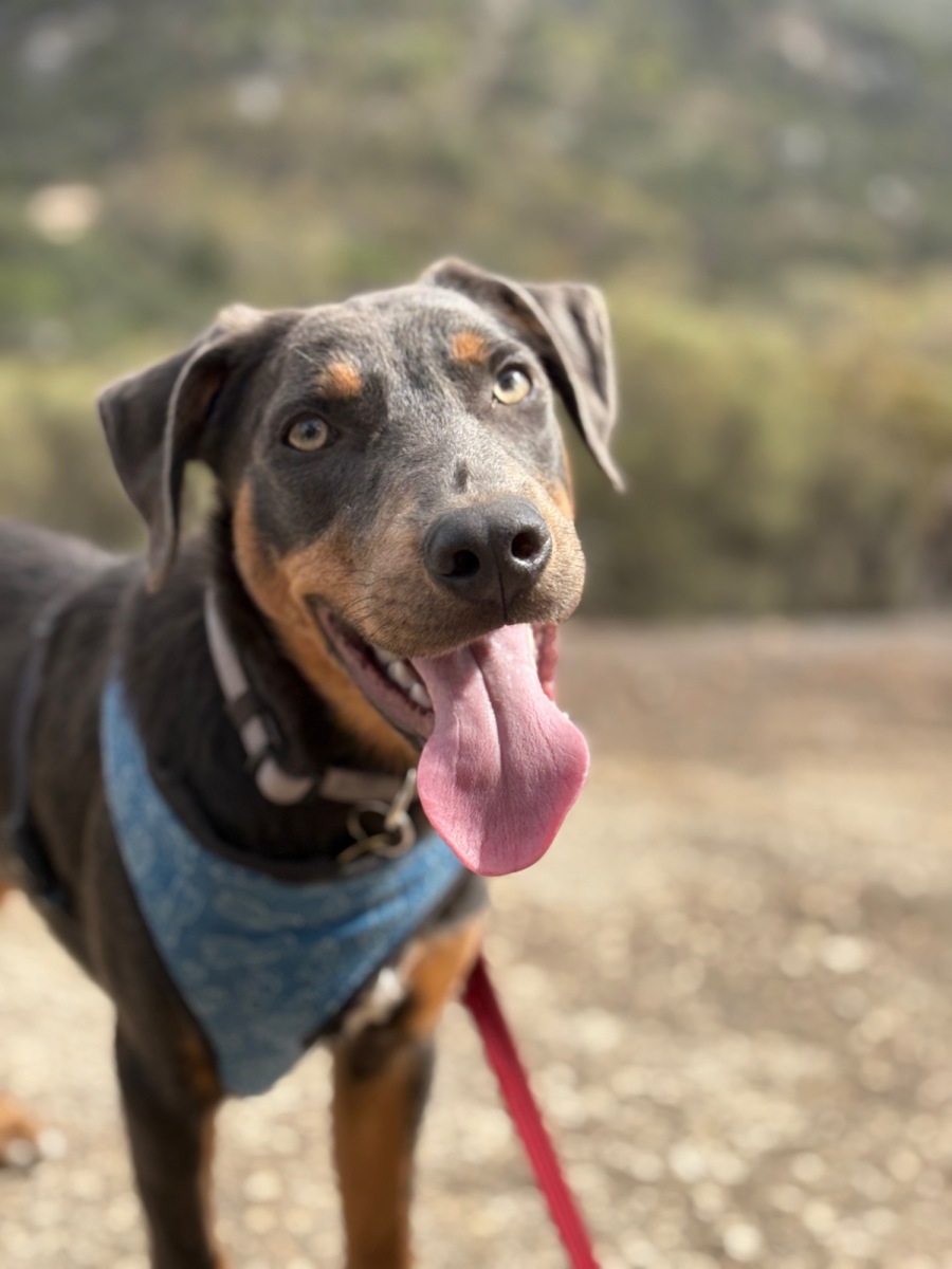 Scofield - Medium Male Australian Kelpie Mix Dog in VIC - PetRescue
