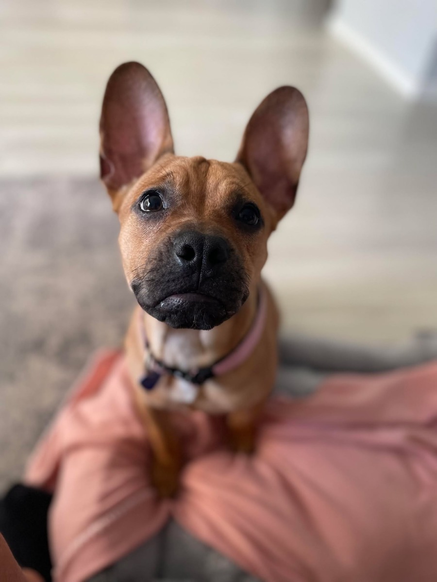 Pepperoni - Medium Female French Bulldog x Staffordshire Bull Terrier ...