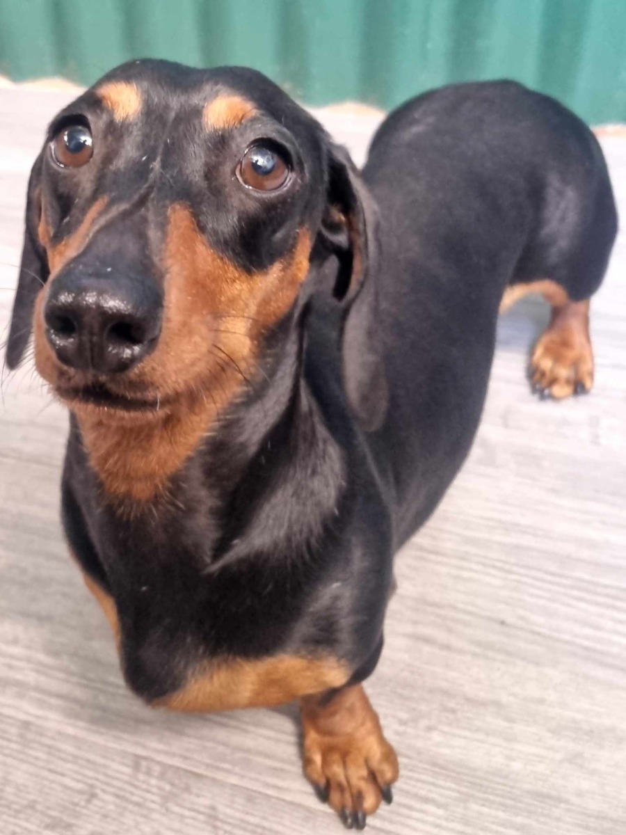 Rosie - Small Female Dachshund (Miniature Smooth Haired) Dog in NSW ...