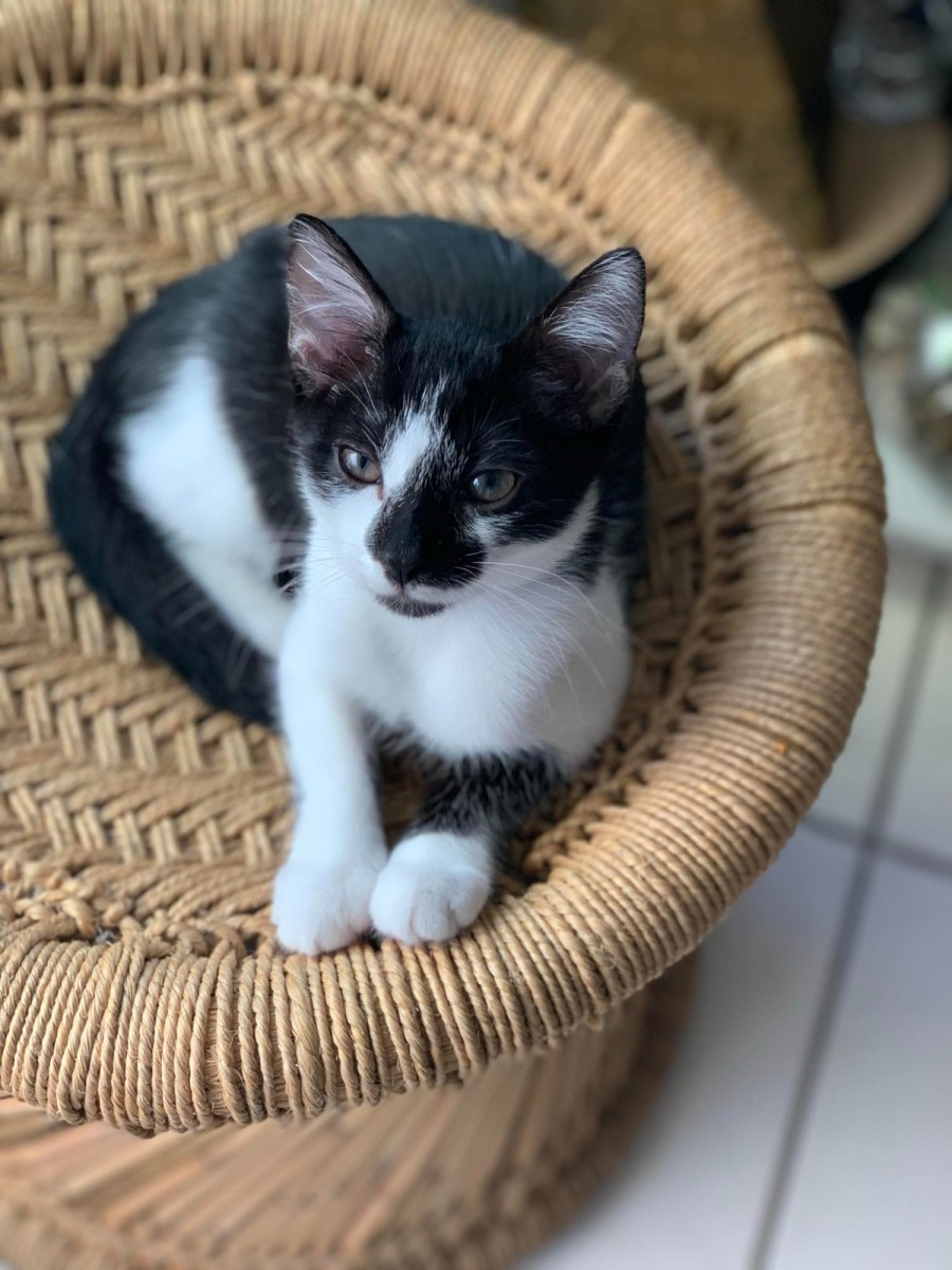 Bondi - Female Domestic Short Hair (DSH) Cat in QLD - PetRescue