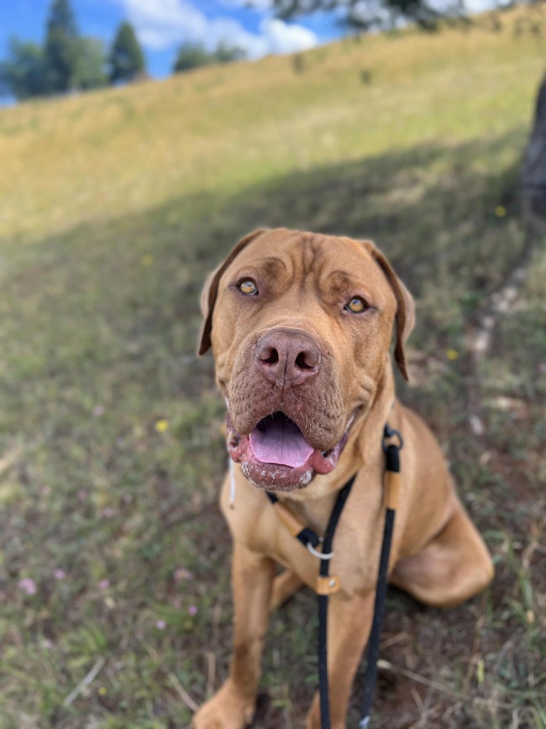 Monty - Large Male Dogue de Bordeaux Dog in VIC - PetRescue