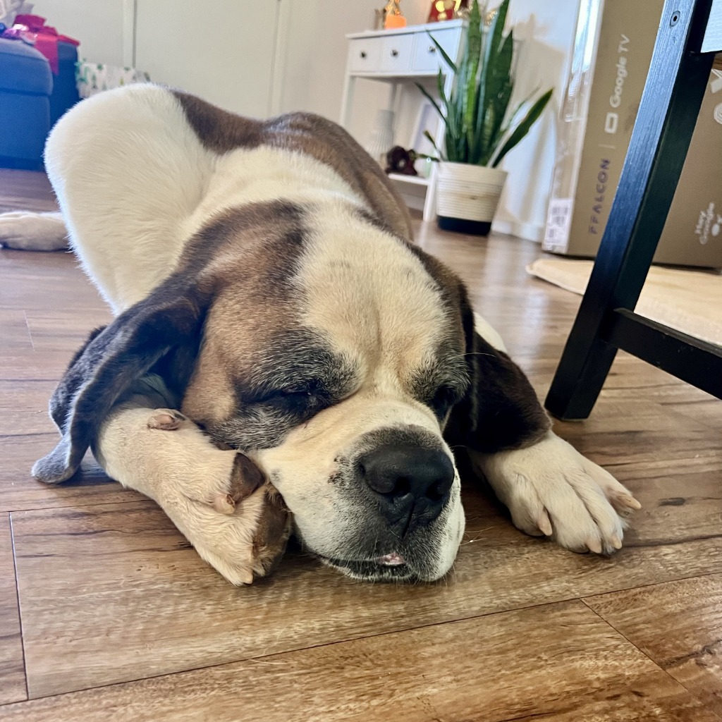 Odin - Large Male Mixed breed Dog in WA - PetRescue