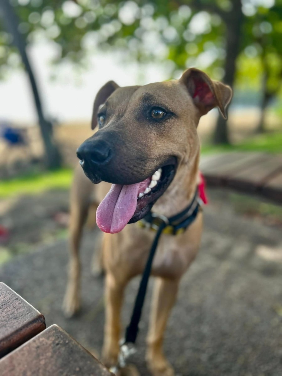 Kassie - Medium Female American Staffordshire Terrier Mix Dog in QLD - PetRescue
