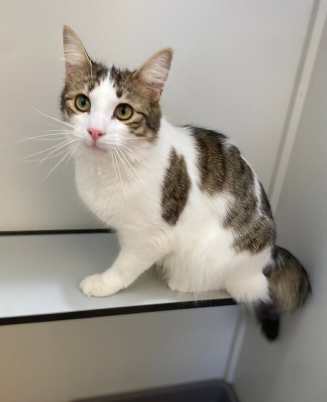 Toby - Male Domestic Medium Hair (DMH) Cat in NSW - PetRescue
