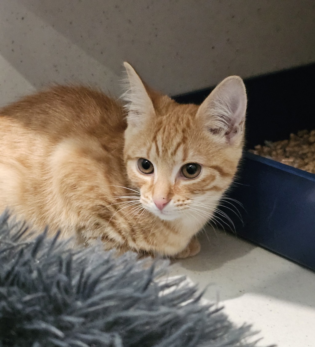 Mandarin - Male Domestic Short Hair Mix Cat in NSW - PetRescue