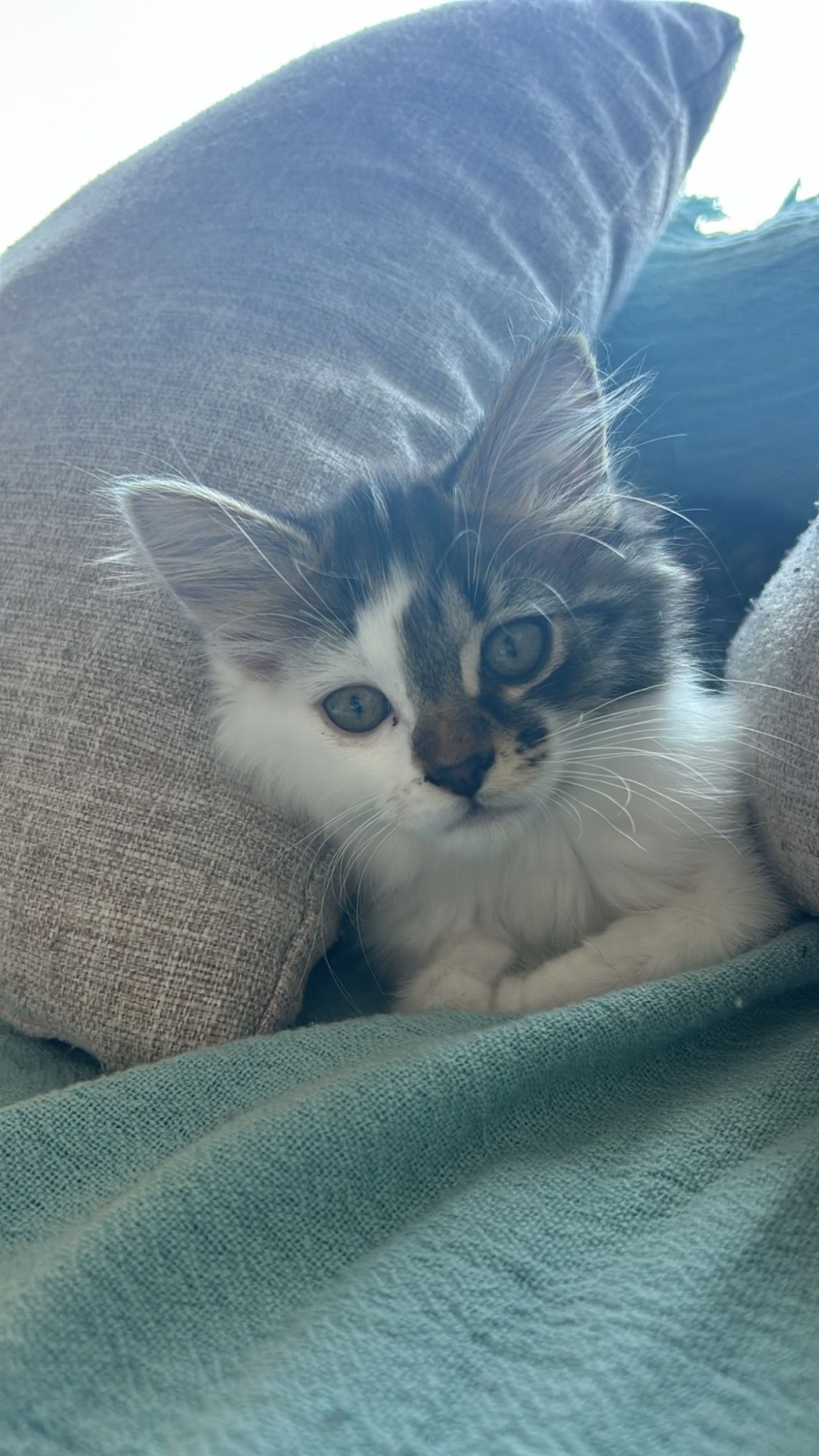 Molly - Female Domestic Long Hair (DLH) Cat in NSW - PetRescue