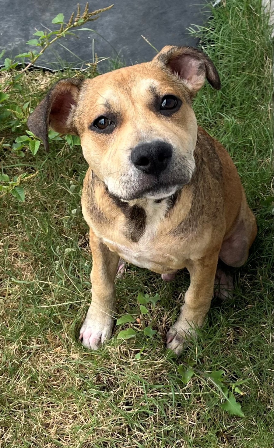 Dobby (9182) - Small Male Staffordshire Bull Terrier Mix Dog in NSW ...