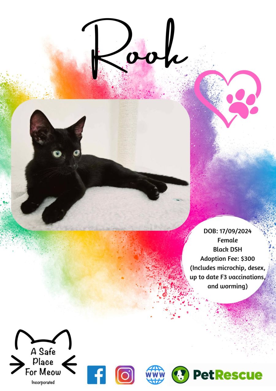 Rook - Female Domestic Short Hair (DSH) Cat in NT - PetRescue