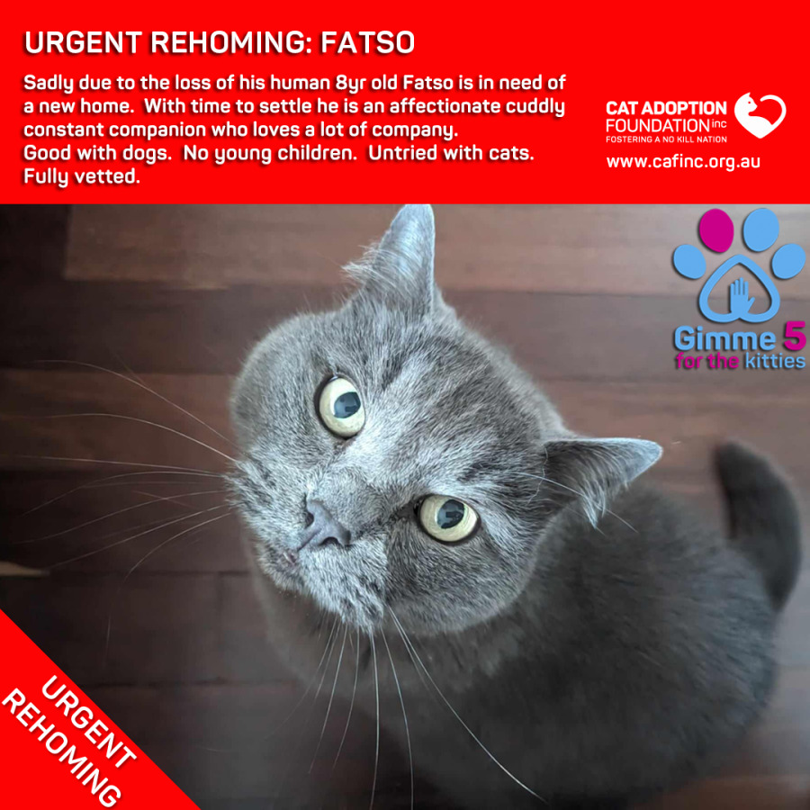Fatso Private Rehoming No Charge! - Male Domestic Short Hair (DSH) Cat ...