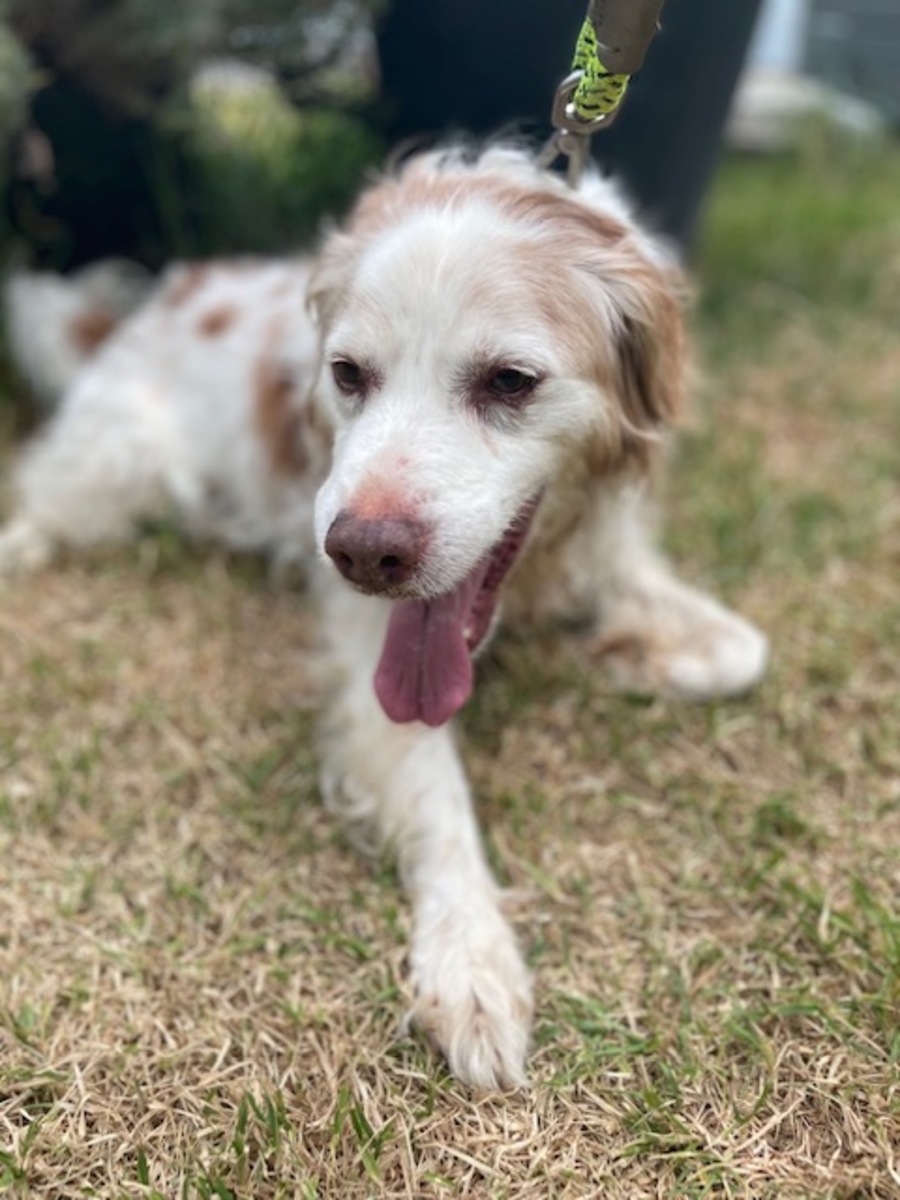 Dougie - Small Male Cocker Spaniel Mix Dog in NSW - PetRescue