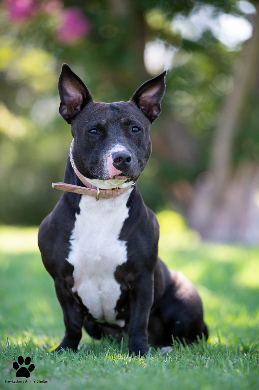 Tazzi - Small Female Staffy x Small Crossbreed Mix Dog in NSW - PetRescue