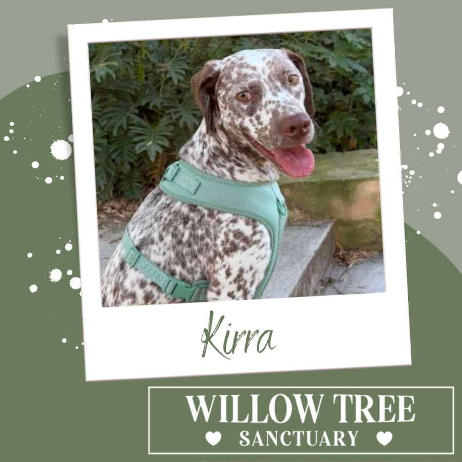 Kirra - Medium Female Dalmatian Dog in NSW - PetRescue