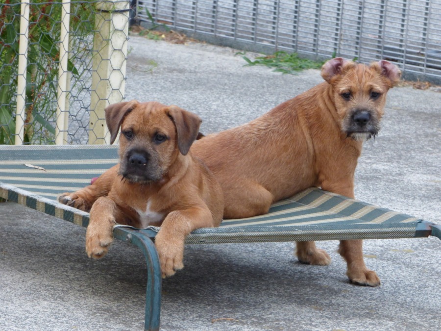 Maka - Medium Male Boxer Mix Dog in NSW - PetRescue