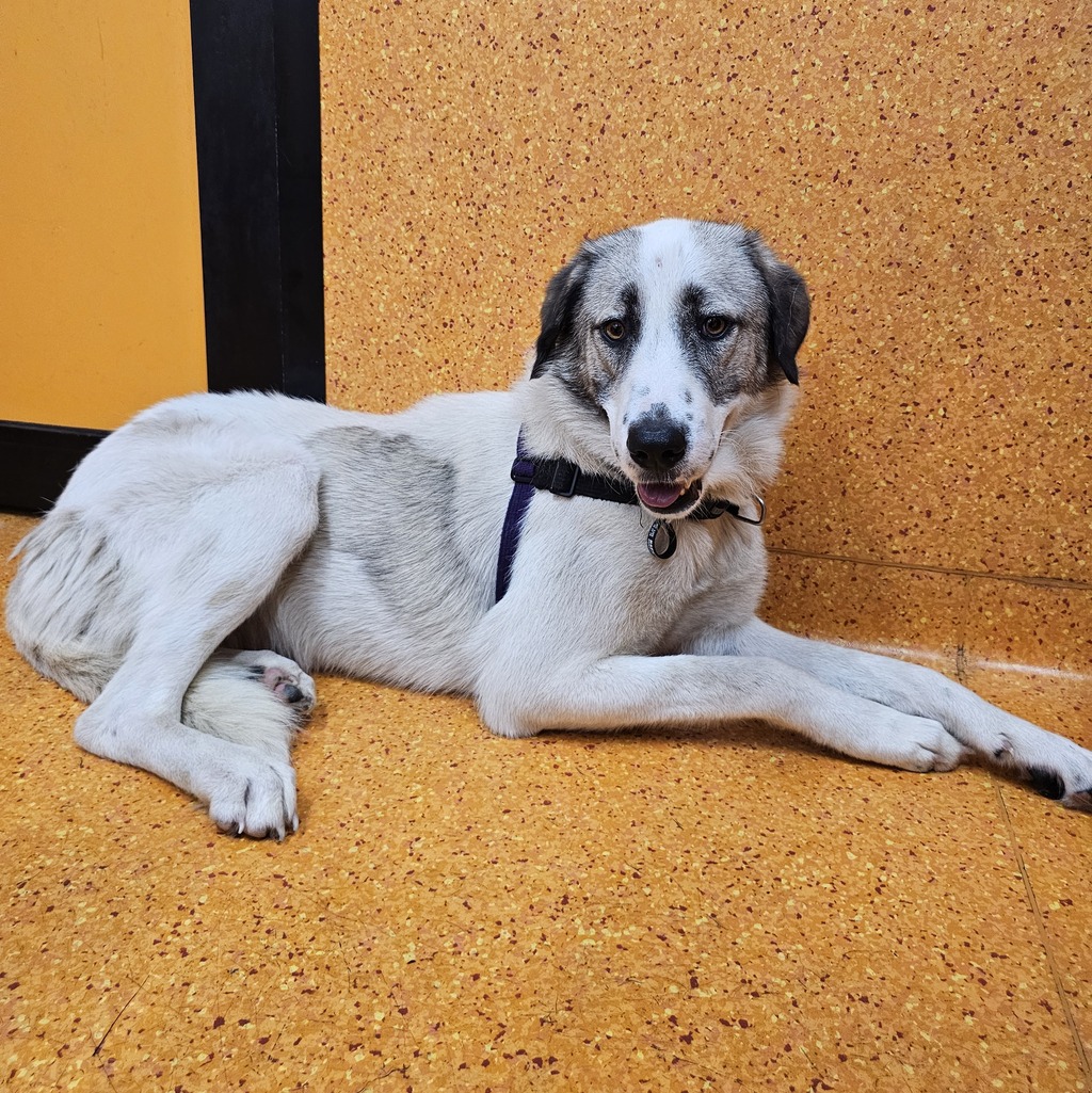 Ivy - Large Female Maremma Sheepdog Mix Dog in QLD - PetRescue