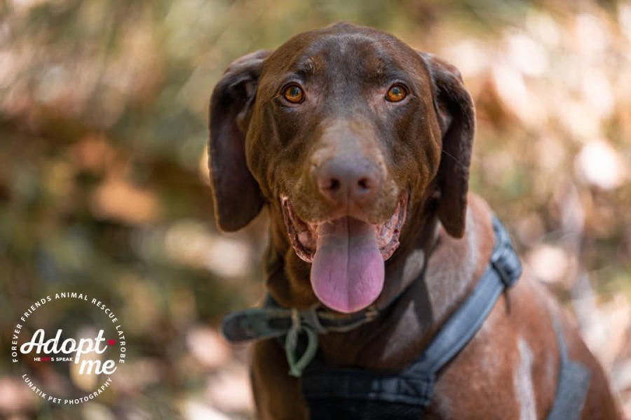 Vera - Large Female German Shorthaired Pointer Dog in VIC - PetRescue